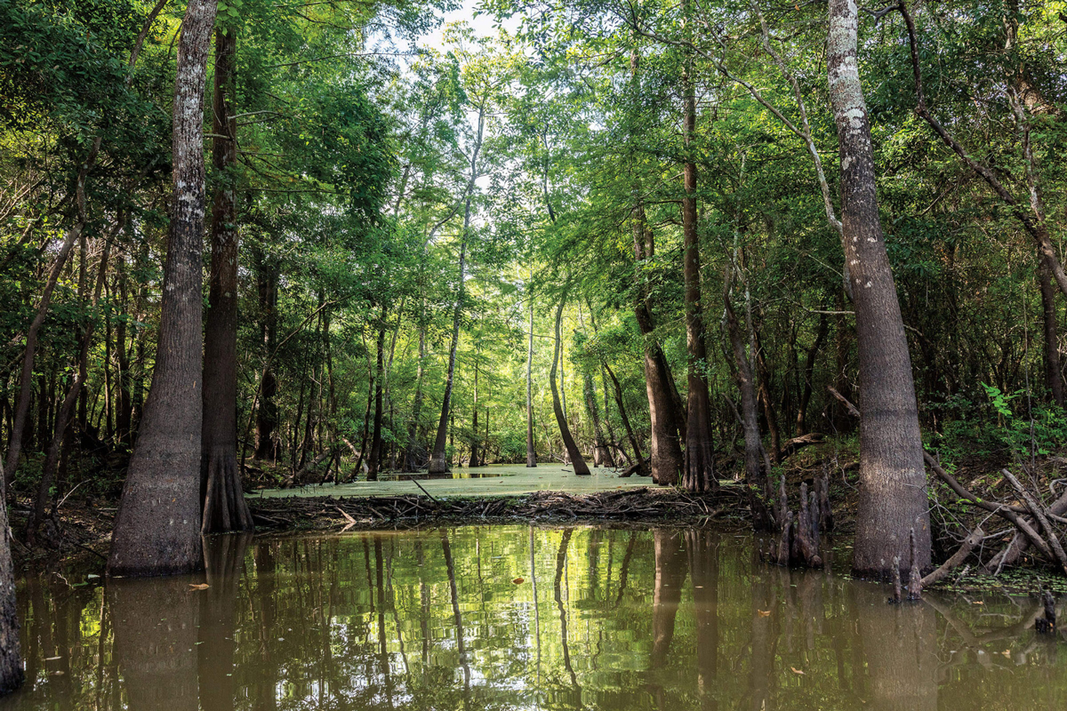 3 Secrets from Beavers to Stay Cool and Happy All Summer Long - Steve ...